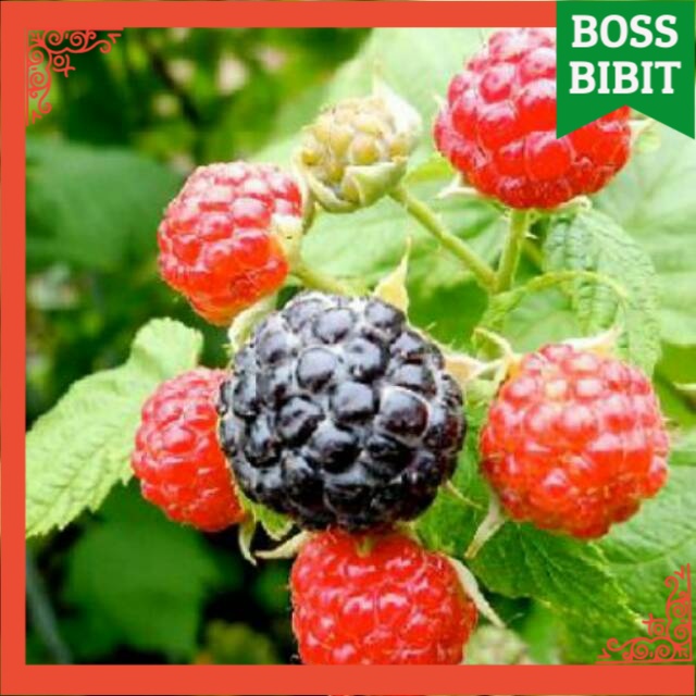 Jual Bibit Raspberry jumbo | Shopee Indonesia