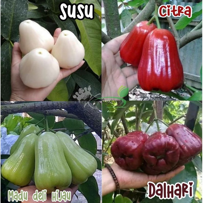 Jual paket hemat 4 bibit jambu air (susu, citra, madudeli, dalhari ...