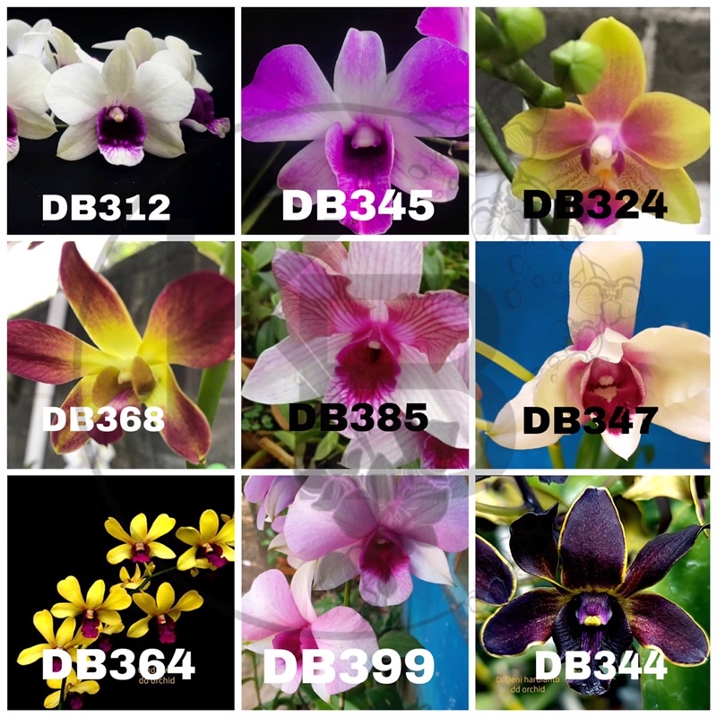 Jual Tanaman hias seedling Anggrek dendrobium Bulat | Shopee Indonesia