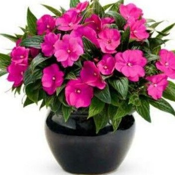 Jual Tanaman Hias Bunga Pacar Air/Bunga Impatiens Balsamina | Shopee ...