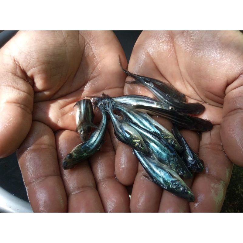 Jual bibit ikan patin ukuran 5-6 cm | Shopee Indonesia
