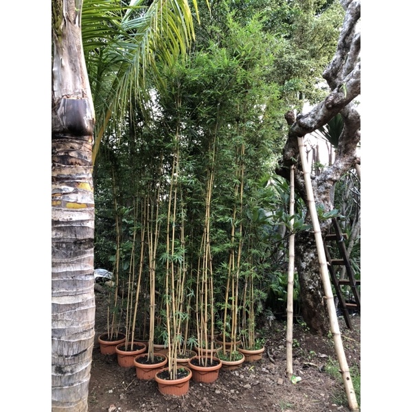 Jual Pohon Bambu Klisik Kuning Rimbun | Shopee Indonesia