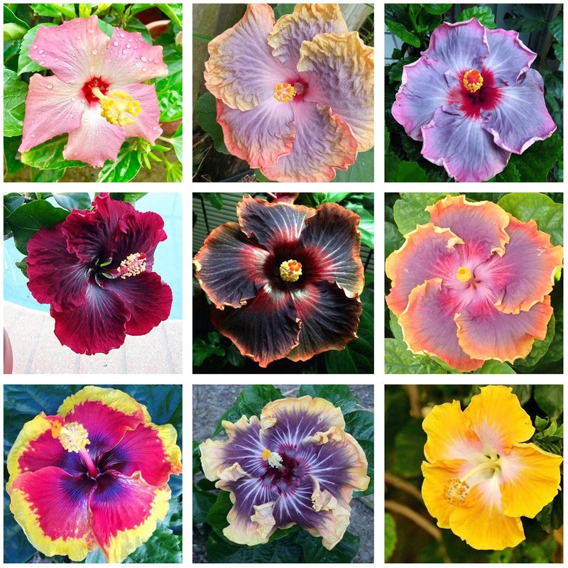 Jual Victory Seed Bibit Benih Bunga Rosemallow Mix (Isi 5 Biji ...