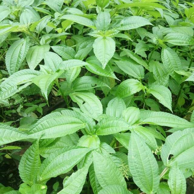 Jual daun poh pohan per 500 gram baru dipetik lalapan segar | Shopee ...