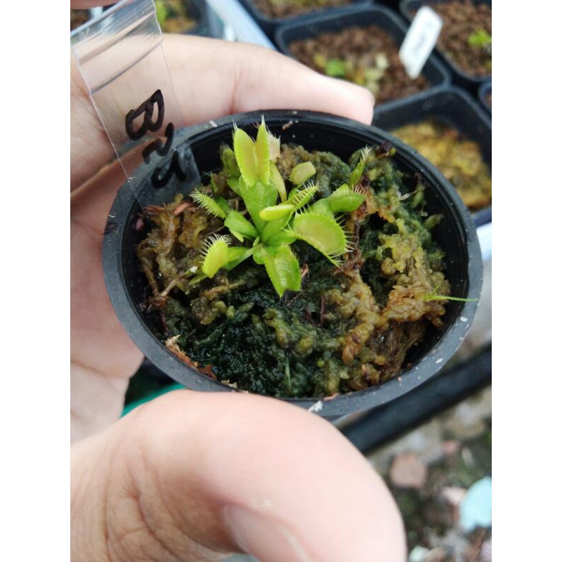 Jual Venus Fly Trap B52 Venus FlyTrap B52 MEDIUM | Shopee Indonesia