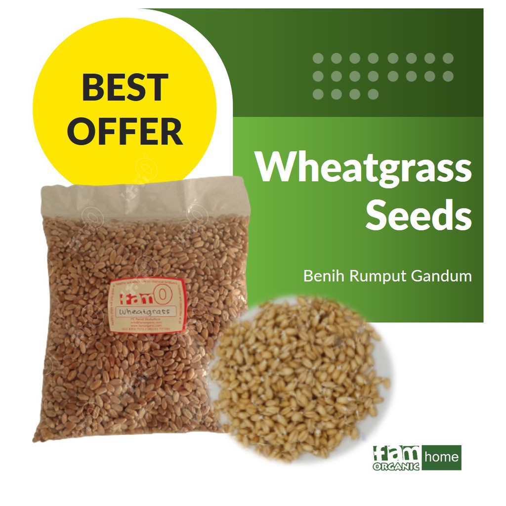 Jual Benih Rumput Kucing / Benih Wheatgrass / Benih Rumput Gandum / Cat ...