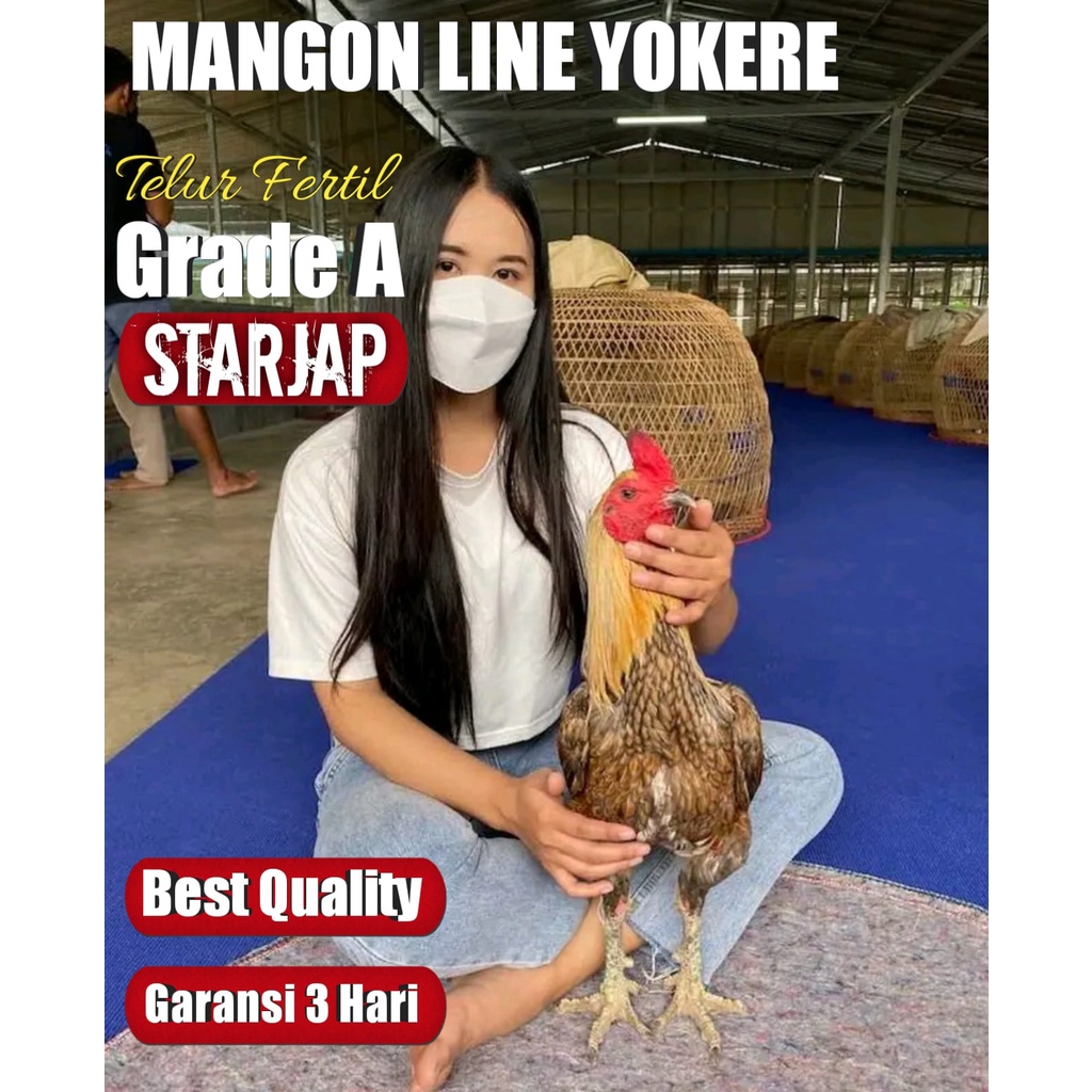 Jual ayam bangkok asli mangon thailand line yokere f1 telur fertil ...