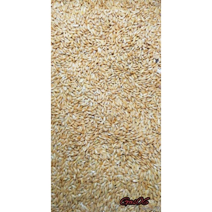 Jual [500 GRAM] CANARY SEED/KENARI SEED VITA REPACK | Shopee Indonesia