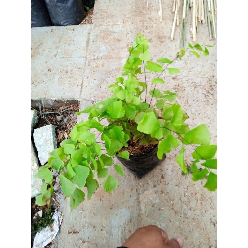 Jual suplir daun besar | Shopee Indonesia