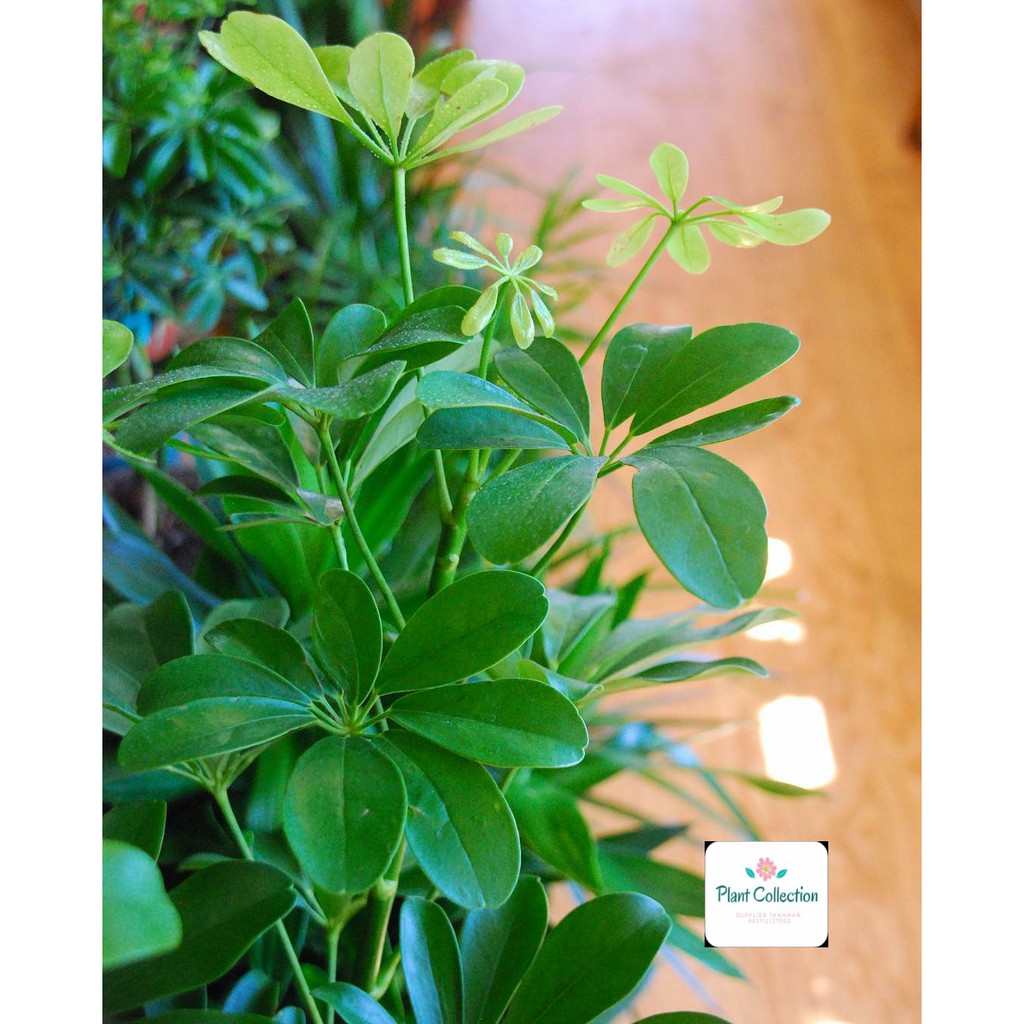 Jual TANAMAN HIAS WALISONGO DAUN HIJAU | SCHEFFLERA ARBORICOLA | Shopee Indonesia