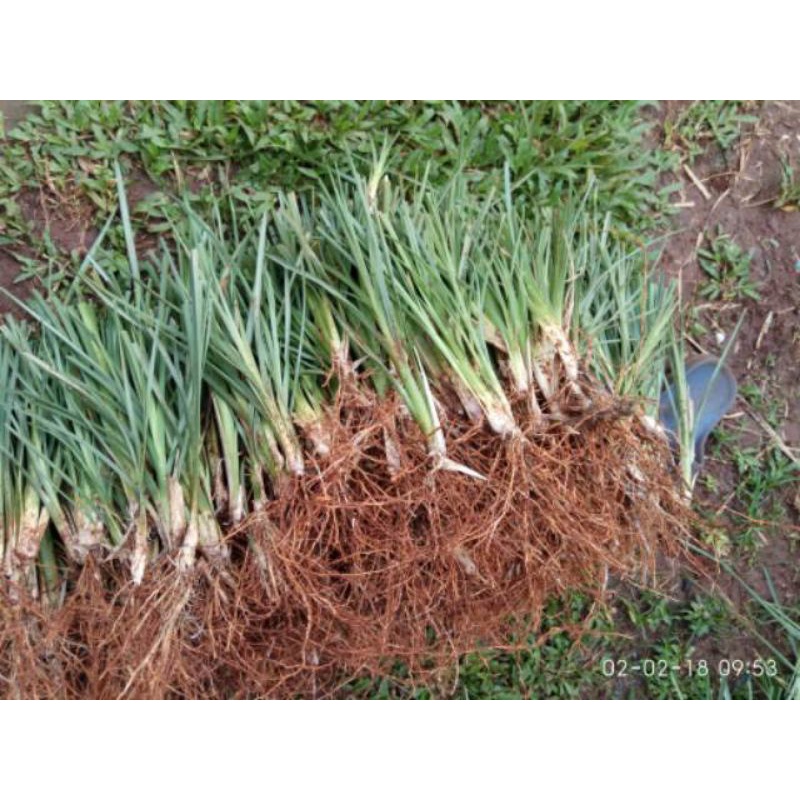 Jual bibit rumput vetiver tanaman penahan erosi buat pakan ternak hewan ...