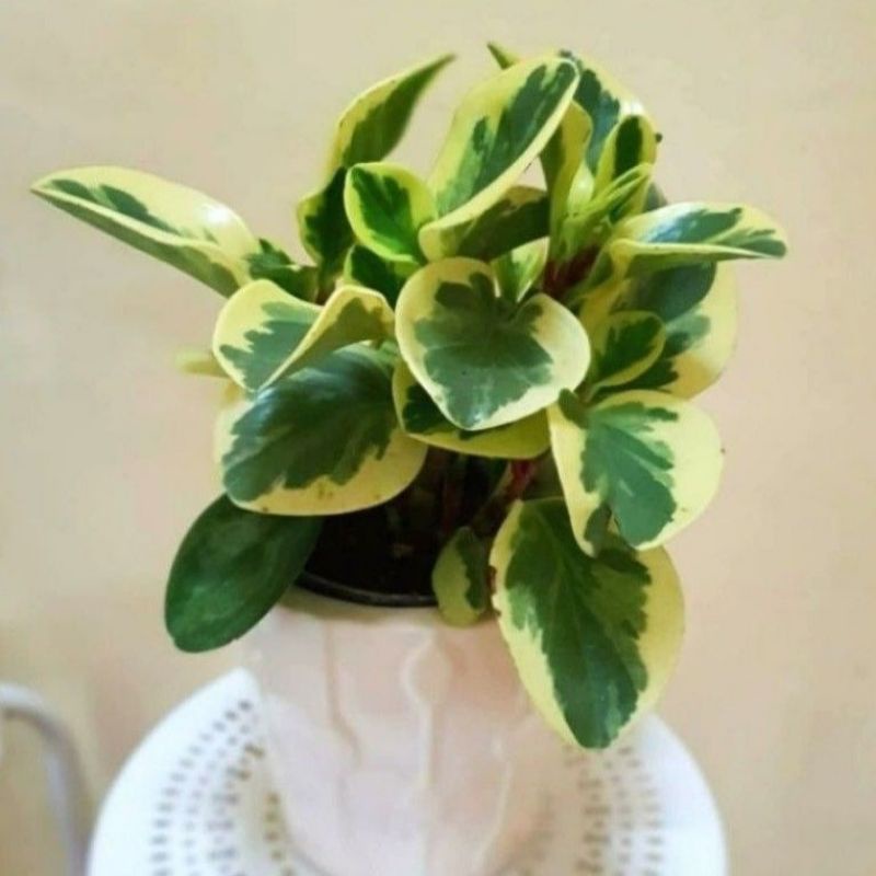Jual ( BISA COD ) Tanaman Hias Peperomia Obtusifolia Varigata Teplan ...