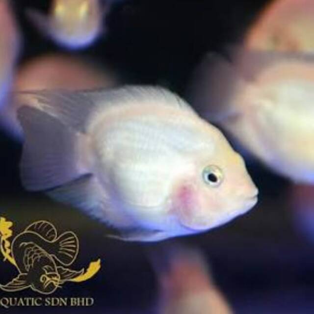 Jual Short Body White Convict Cichlid | Shopee Indonesia