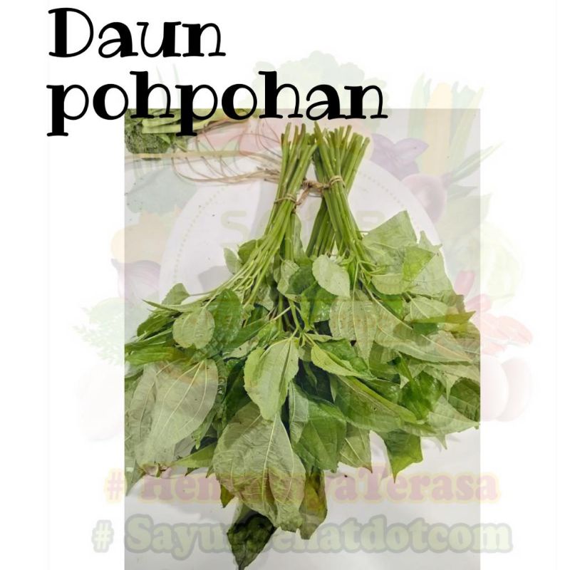 Jual Daun Popohan (pack) | Shopee Indonesia