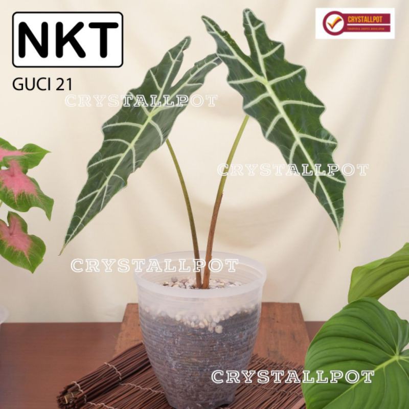 Jual Pot Bunga Tanaman Plastik Nkt Lebah Tinggi 21 Bening Transparan ...