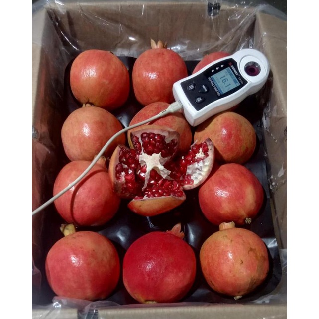 Jual Delima India merah manis 3 kg / Box | Shopee Indonesia
