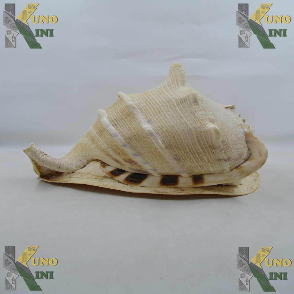 Jual KEONG KERANG RAKSASA 4. | Shopee Indonesia