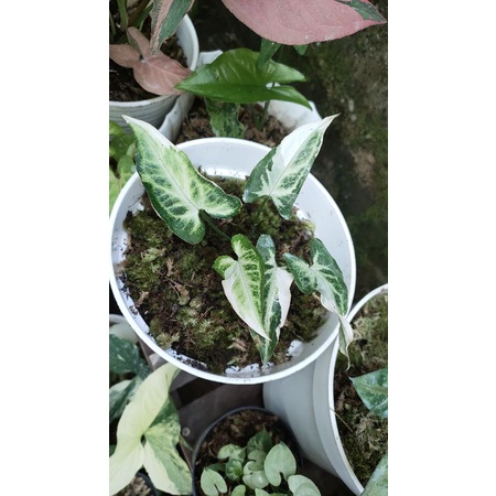 Jual syngonium t25 | Shopee Indonesia