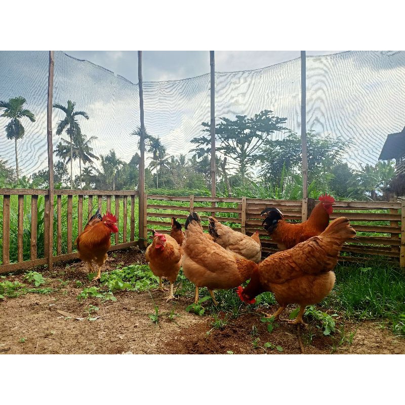 Jual Telur Tetas / Fertil Ayam Merawang | Shopee Indonesia