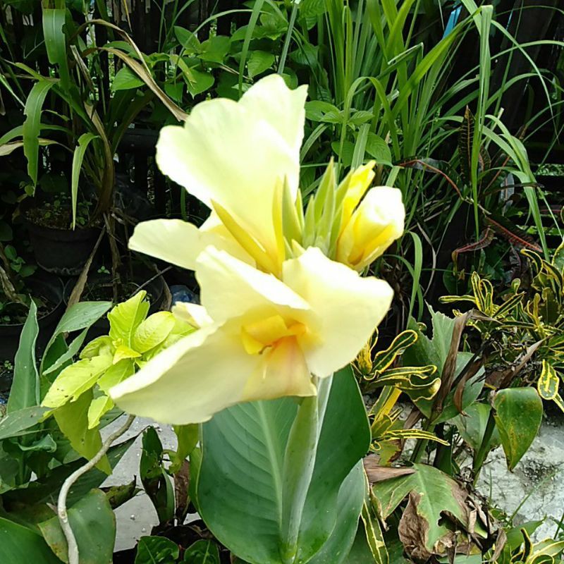 Jual Bunga Kana Indica Tasbih Canna Lily minim order 4 pohon @ satuan ...