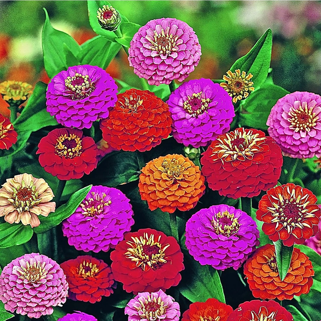 Jual Victory Seed Bibit Benih Bunga Zinnia Zinia Mix (Isi 10 Biji ...