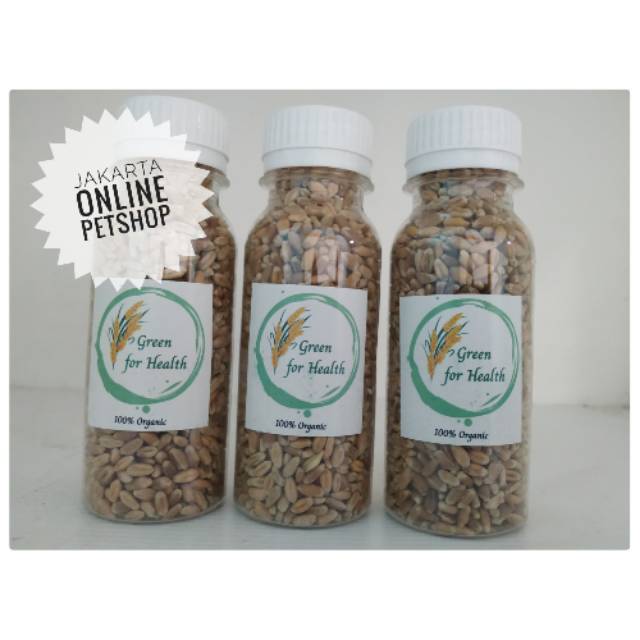 Jual [JOP] Wheat Seed Biji Gandum Suplemen Burung, Kelinci, Cavy 100gr ...