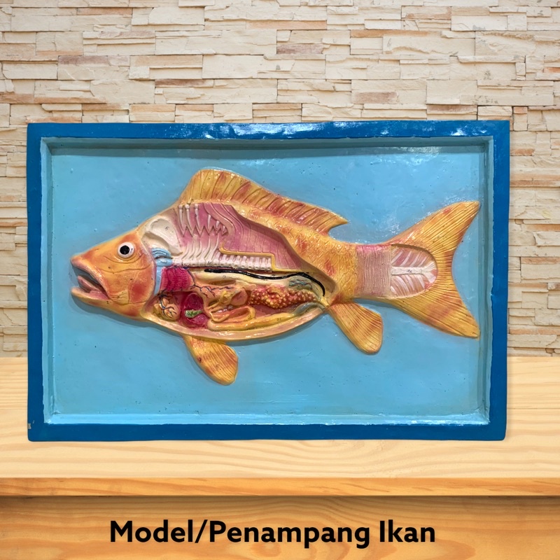 Jual [PROMO] Model Penampang Ikan-Alat Peraga Ipa Biologi [100% ...