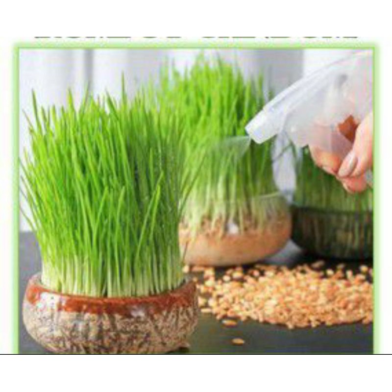 Jual PAKET LENGKAP RUMPUT KUCING (MEDIA+POT+BENIH)/CAT GRASS | Shopee ...