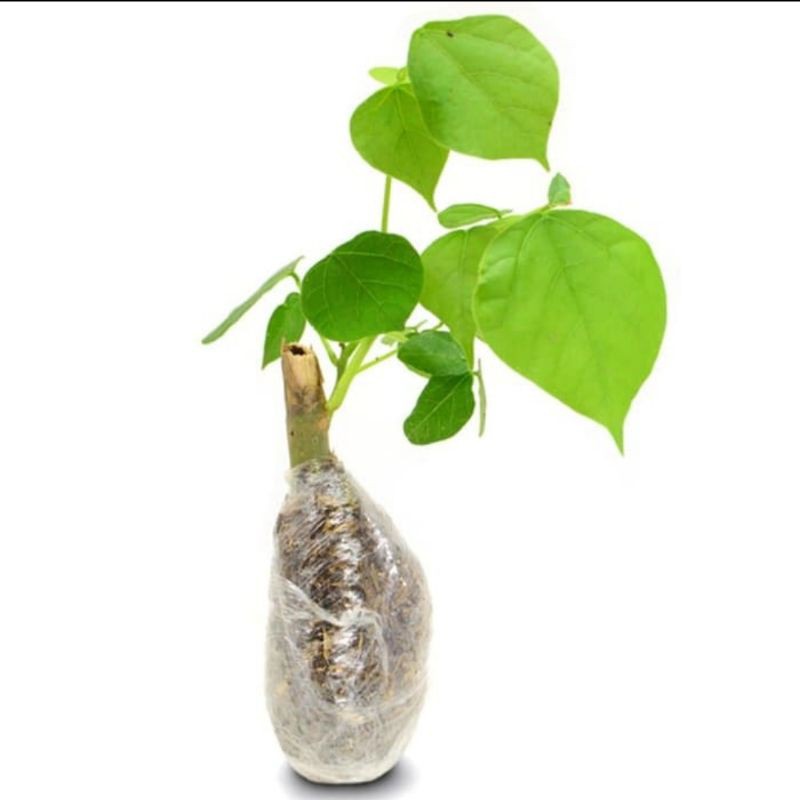 Jual Tanaman Dadap Serep | Shopee Indonesia