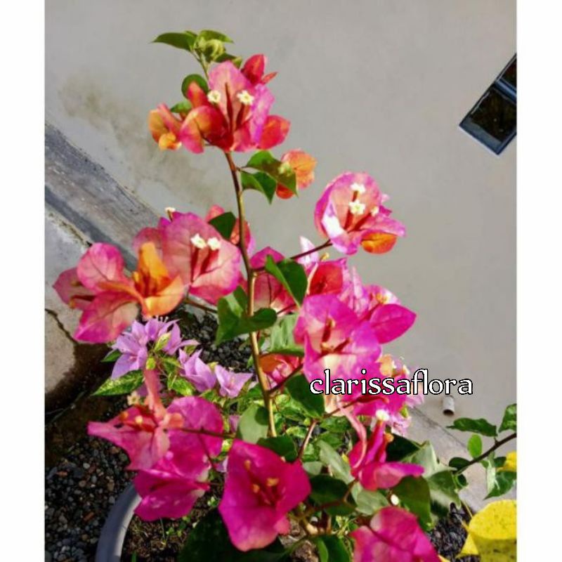Jual Pohon Bougenville Citra India Tanaman Bougenville Tanaman Hias