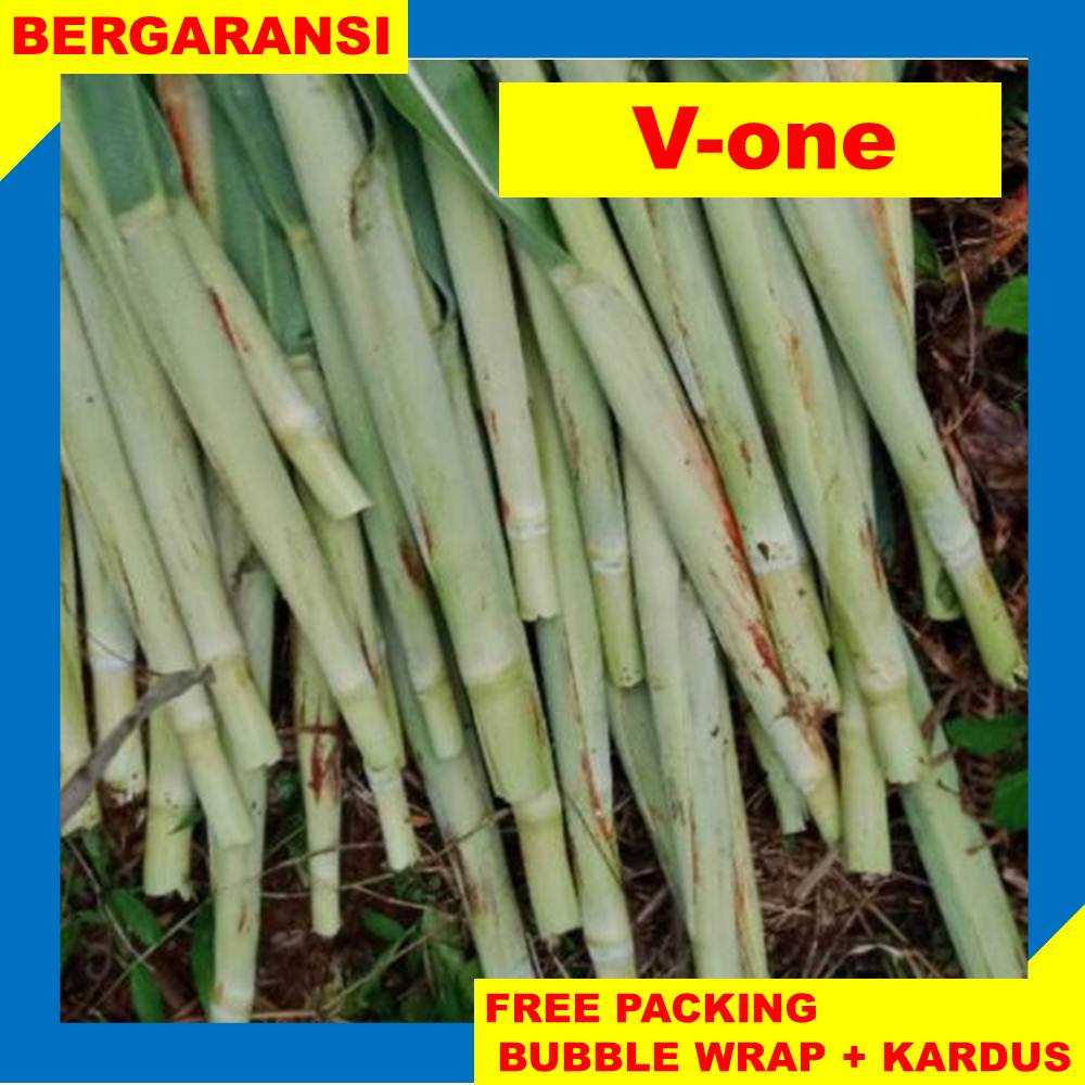 Jual Terubuk,Terubus,Telor Tebu,(500 Gram) | Shopee Indonesia