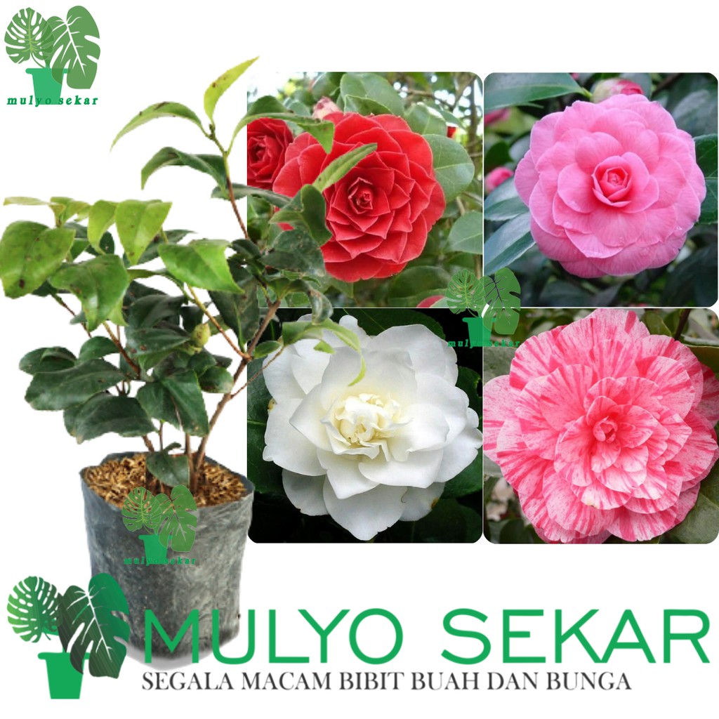 Jual tanaman Hias Bunga Camelia hidup - Bergaransi - Bibit bunga ...
