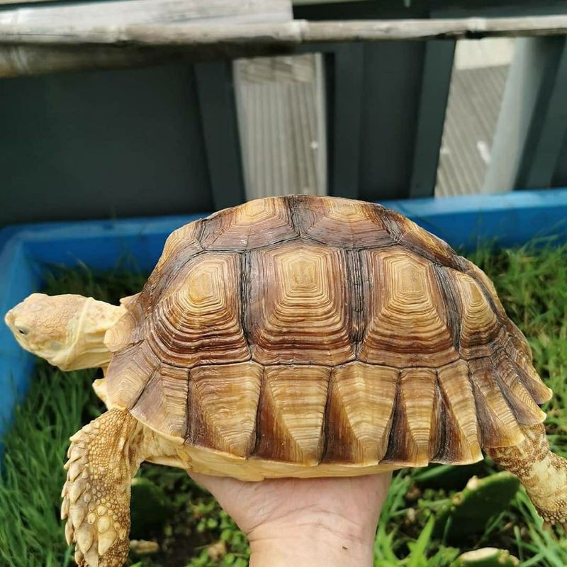 Jual Sulcata 17-20 CM | Shopee Indonesia