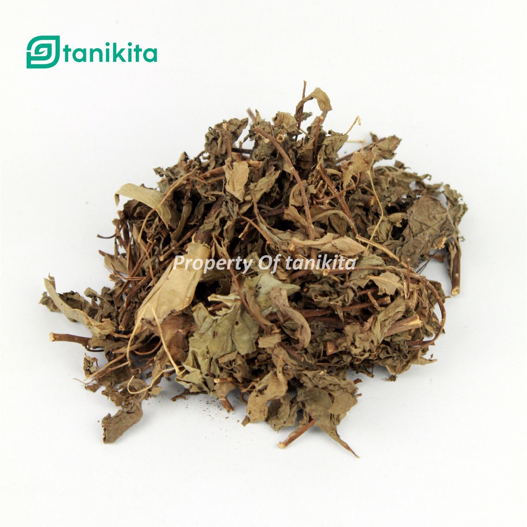 Jual Daun Beluntas Kering 1Kg - Daun Luntas Kering | Shopee Indonesia