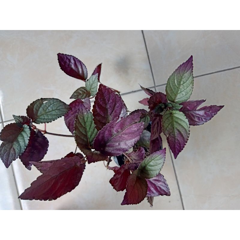 Jual Tanaman Herbal DAUN SYARAF / Remek Daging (RED FLAME IVY) | Shopee ...