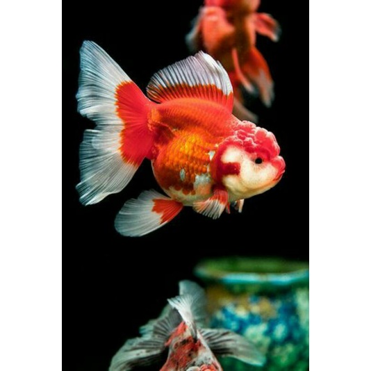 Jual ikan mas koki oranda | Shopee Indonesia