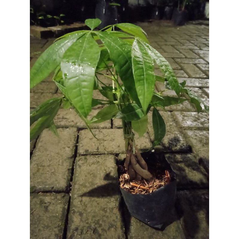 Jual Tanaman Hias Antik dan Unik Pohon Uang Pachira paquita/Feng shui ...