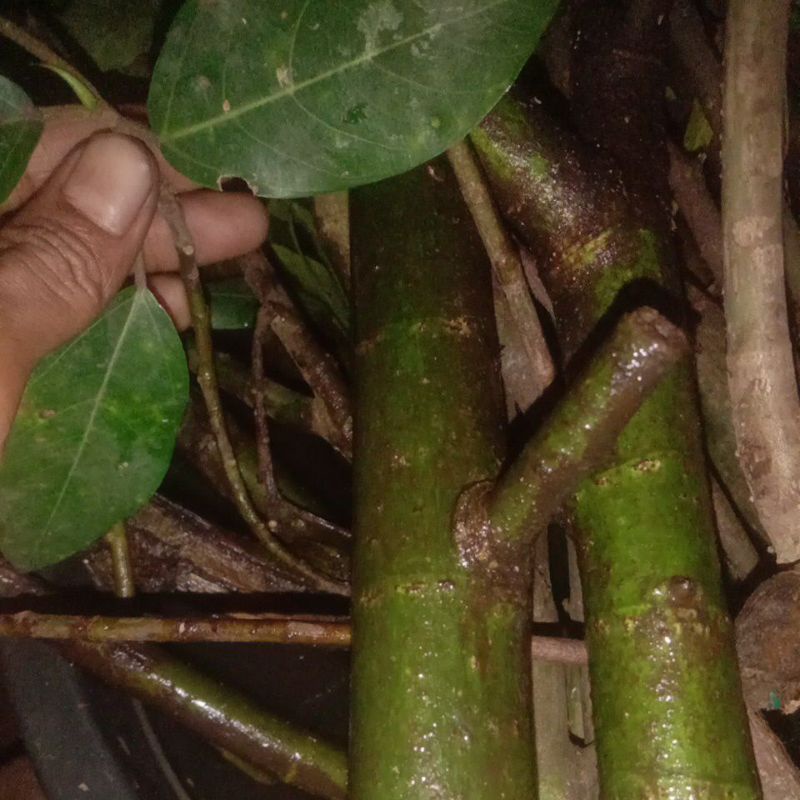 Jual Bahan Bonsai Loa Stek Batang 30cm Shopee Indonesia 6546