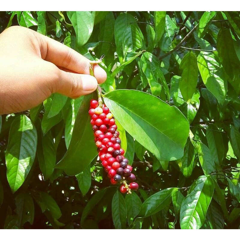 Jual Bibit Tanaman Buah Buni / Wuni / Bignay Fruit - Buah Langka ...