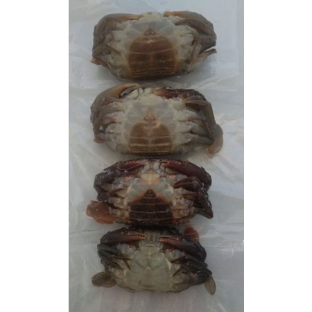 Jual Kepiting Soka / Kepiting Lemburi (lunak) | Shopee Indonesia