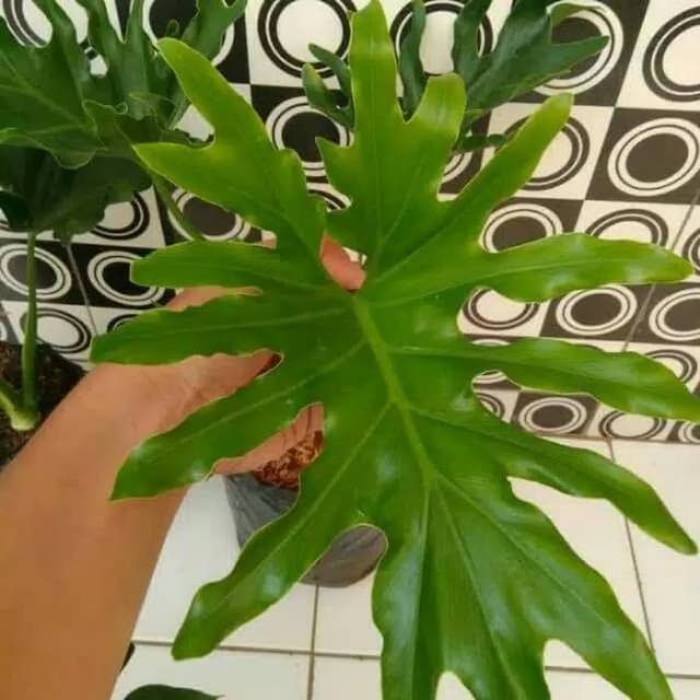 Jual Tanaman hias monstera jari / philodendron jari / tanaman indoor ...