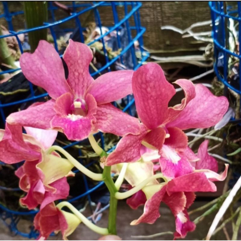 Jual Pohon Bunga Anggrek Dendrobium Tongcai X Sampran Dewasa Siap Spike ...