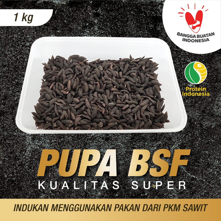 Jual Prepupa Pupa BSF Bibit Maggot BSF | Shopee Indonesia