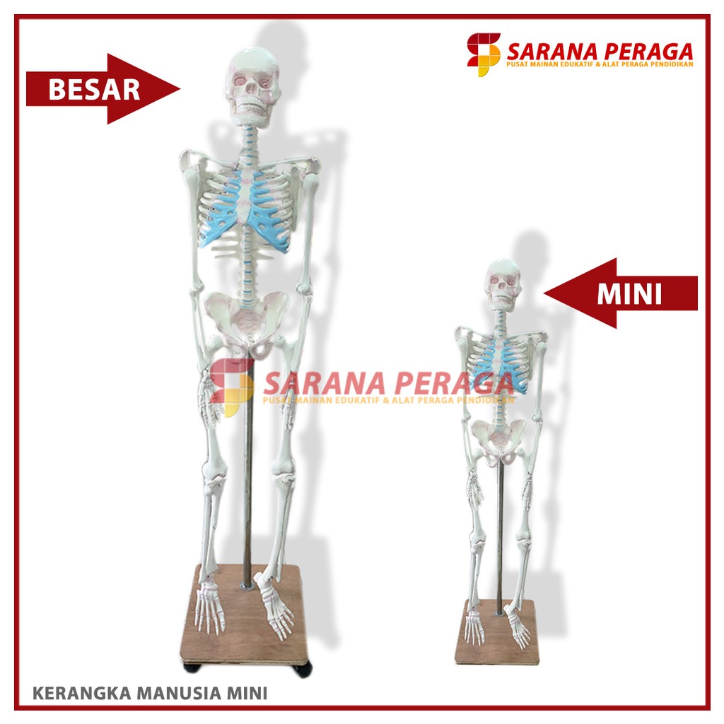 Jual SaranaPeraga - Torso Kerangka Manusia Mini - Alat Peraga sekolah ...