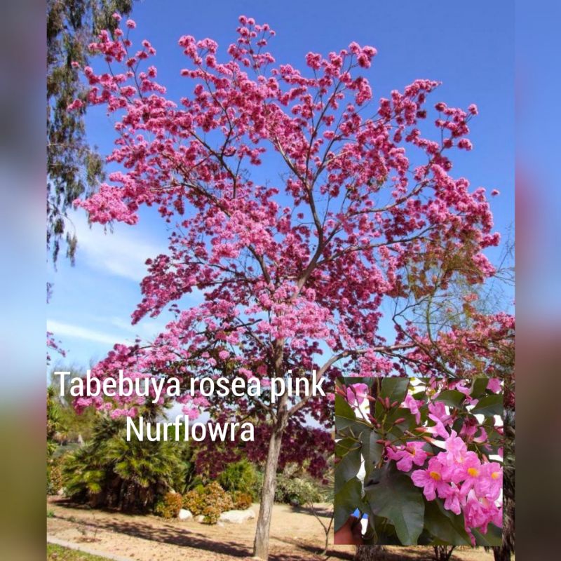 Jual tanaman hias tabebuya rosea bunga pink 2 - 3 meter - pohon sakura ...