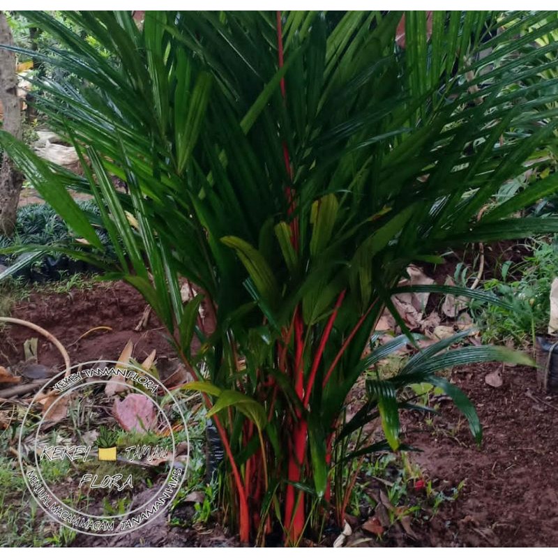 Jual Bibit Tanaman Hias Palem Merah-Bibit Pohon Palem Merah | Shopee ...