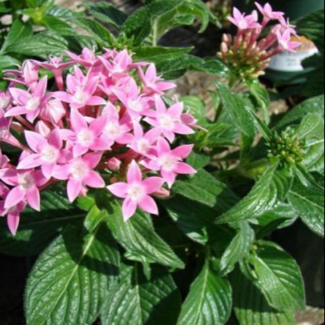 Jual Tanaman bunga pentas | Shopee Indonesia