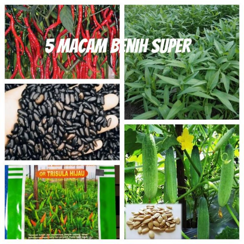 Jual 5 jenis macam benih super murah | Shopee Indonesia