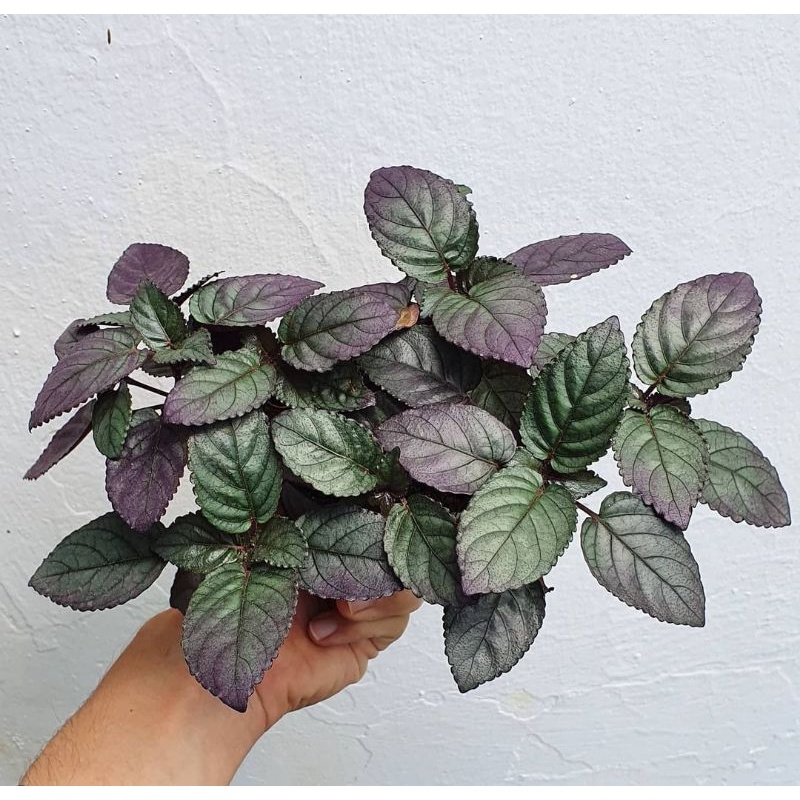 Jual Tanaman herbal remek daging / sambang getih / reundeu beureum ...