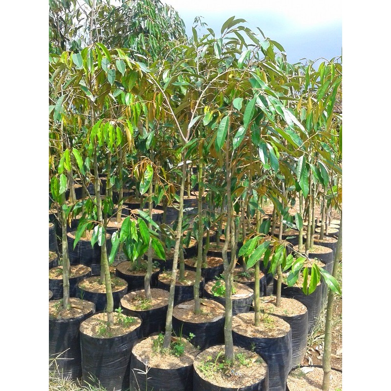 Jual Tanaman Durian Kani Atau Durian Chanee Ukuran 130cm | Shopee Indonesia